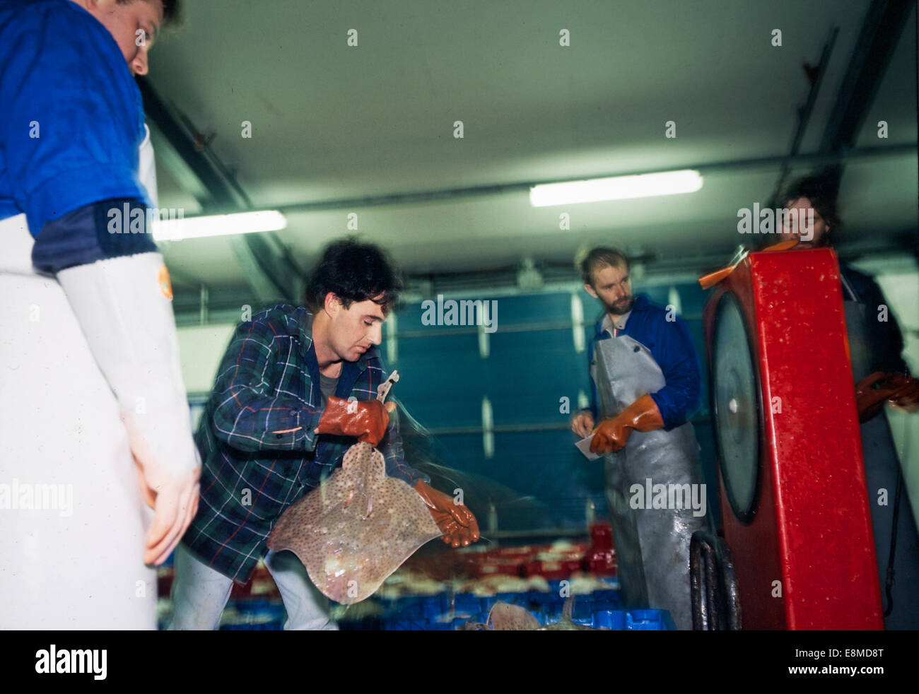 NEWLYN FISH AUCTION Stock Photo - Alamy