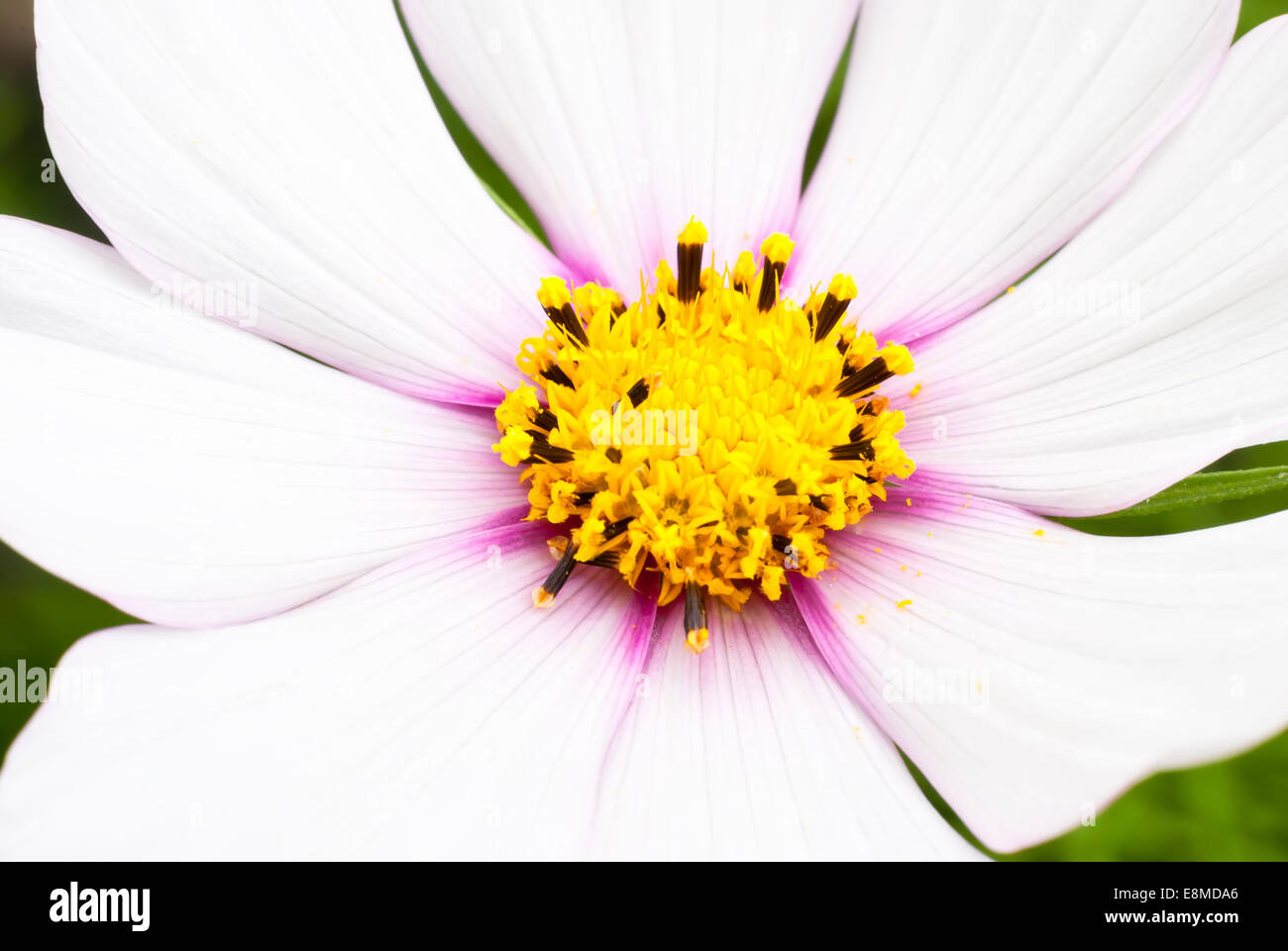 White cosmos flower closeup. Macro Stock Photo - Alamy