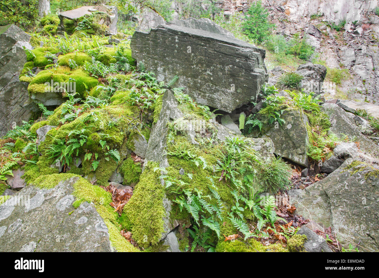 The bracken in the old stone pit Stock Photo - Alamy