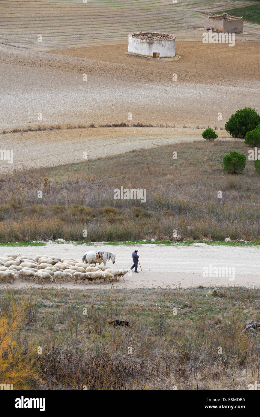 Sheep ranching hi-res stock photography and images - Alamy