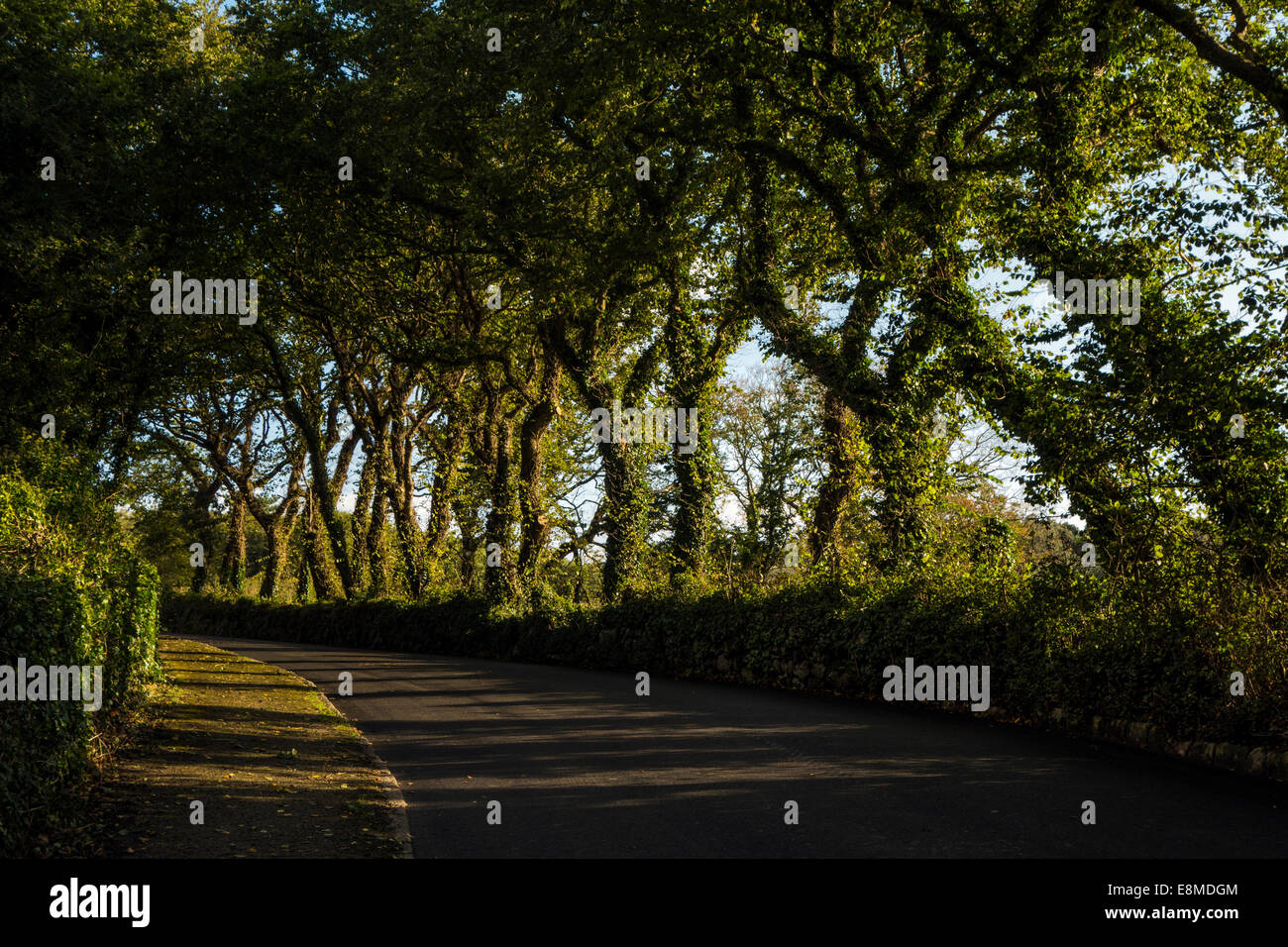Elm trees hi-res stock photography and images - Alamy