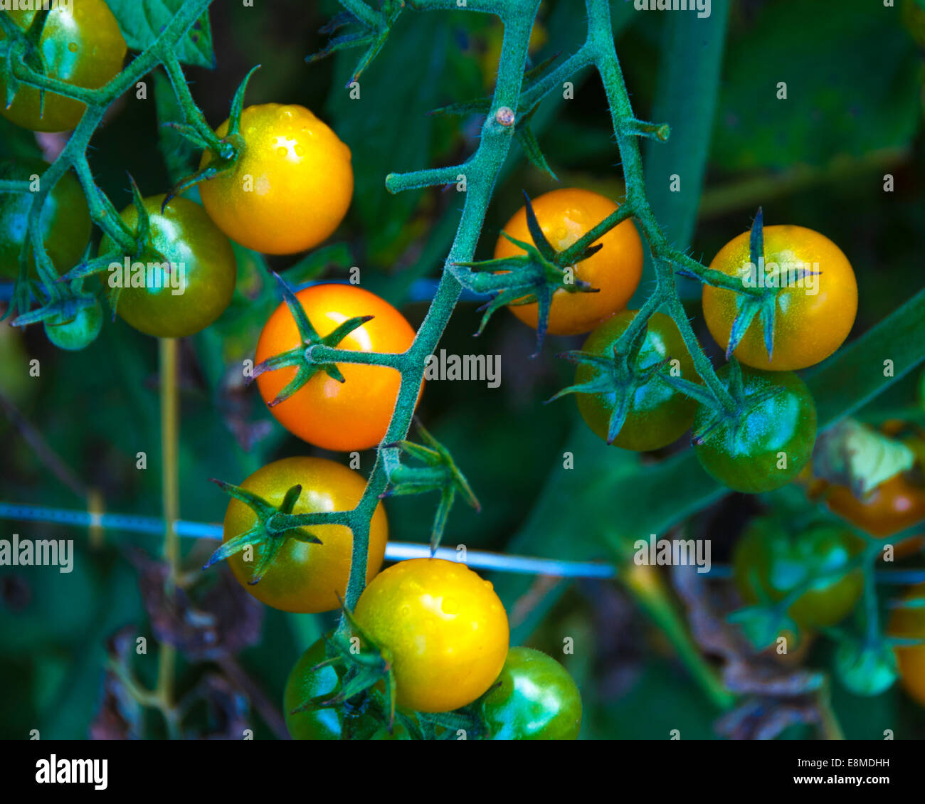 Red orange green tomatoes hi-res stock photography and images - Alamy