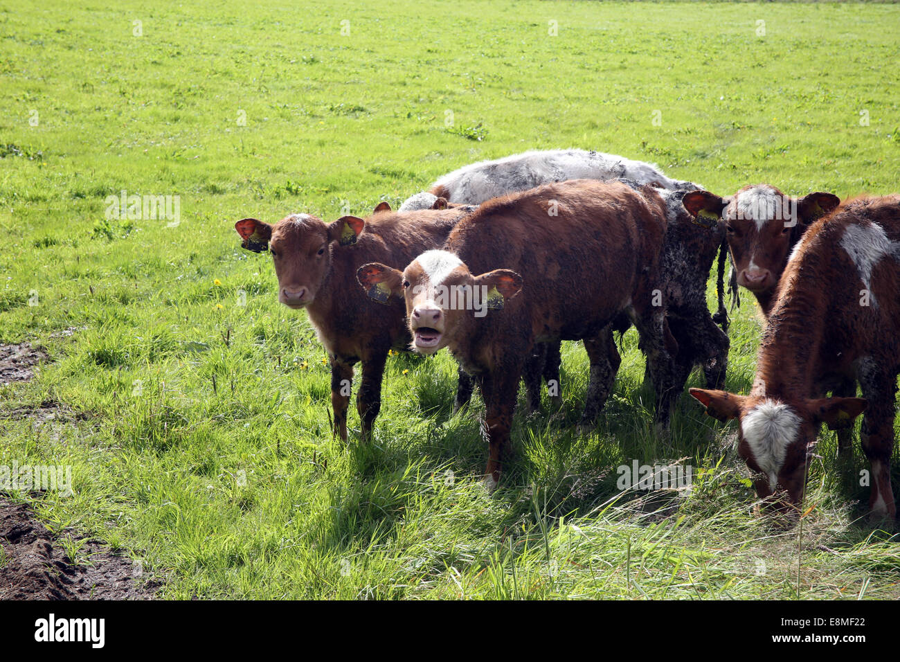 Mooing hi-res stock photography and images - Alamy