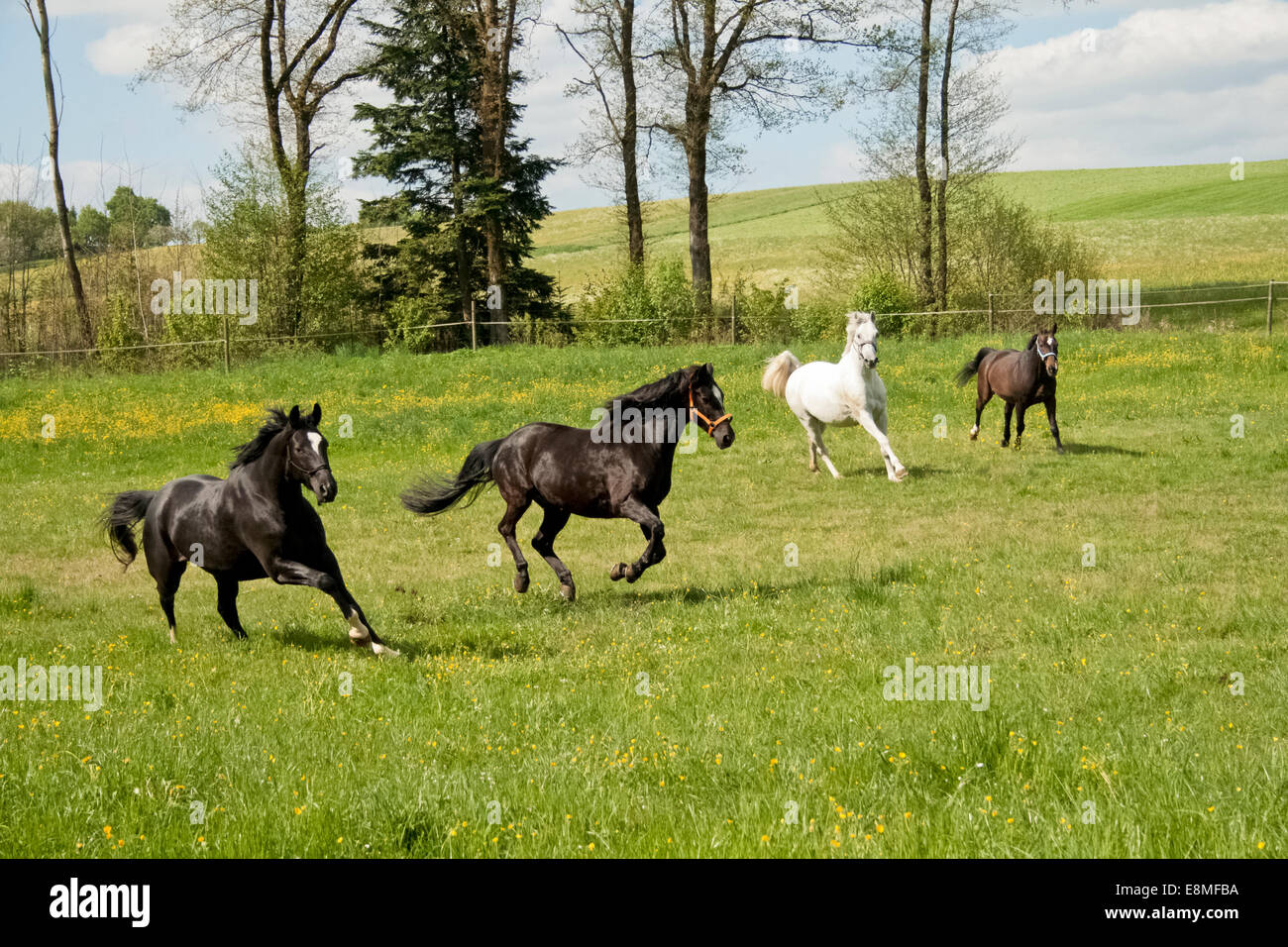 Four Horses galloping free on meadow Stock Photo - Alamy