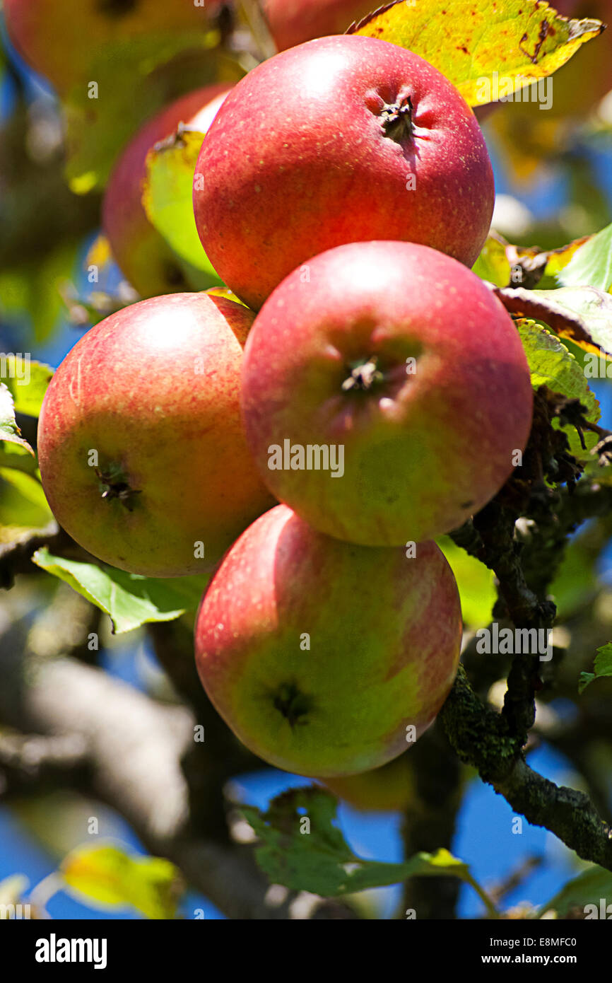 Fruit tree limb hi-res stock photography and images - Alamy