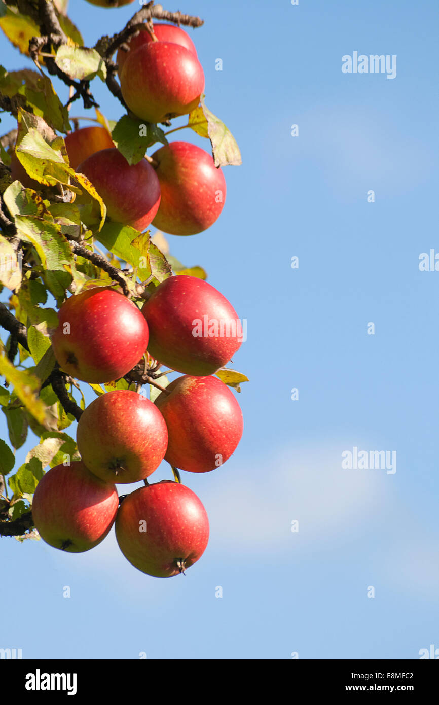 Fruit tree limb hi-res stock photography and images - Alamy