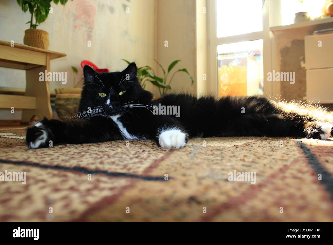 Black cat lolling on carpet hi-res stock photography and images - Alamy
