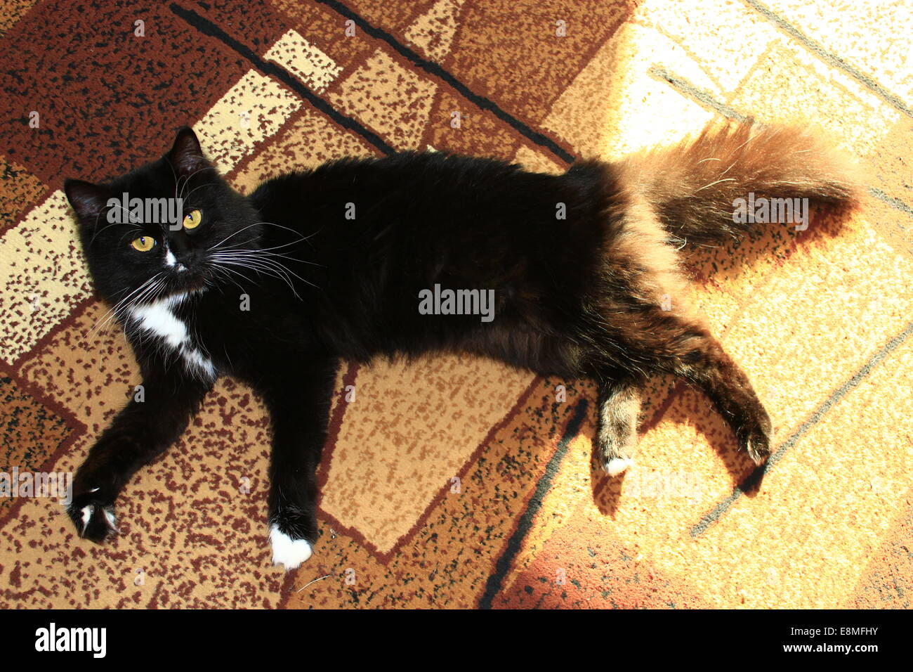 nice black cat lolling about on the carpet Stock Photo - Alamy