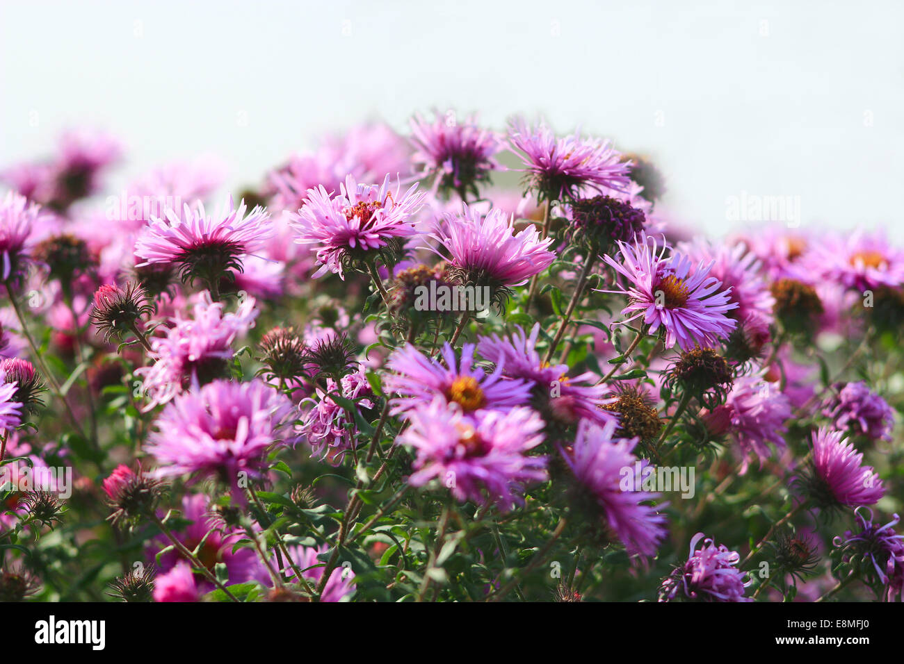 big bush of beautiful and bright red asters Stock Photo - Alamy