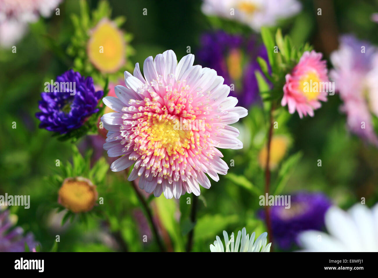 flowers of pink and blue bright beautiful asters Stock Photo - Alamy