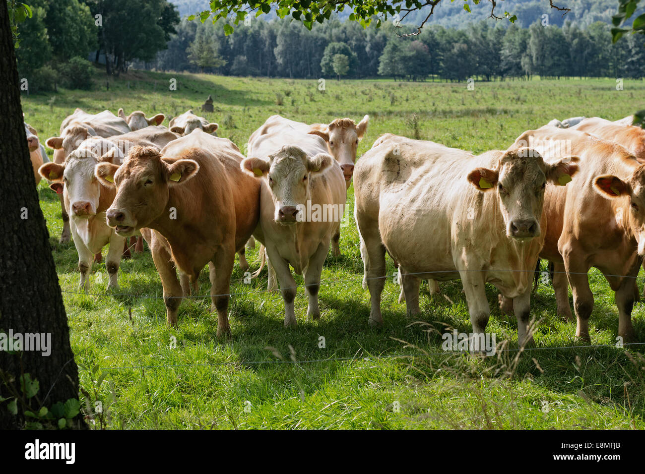 Cow in field in summer sunny day Stock Photo - Alamy