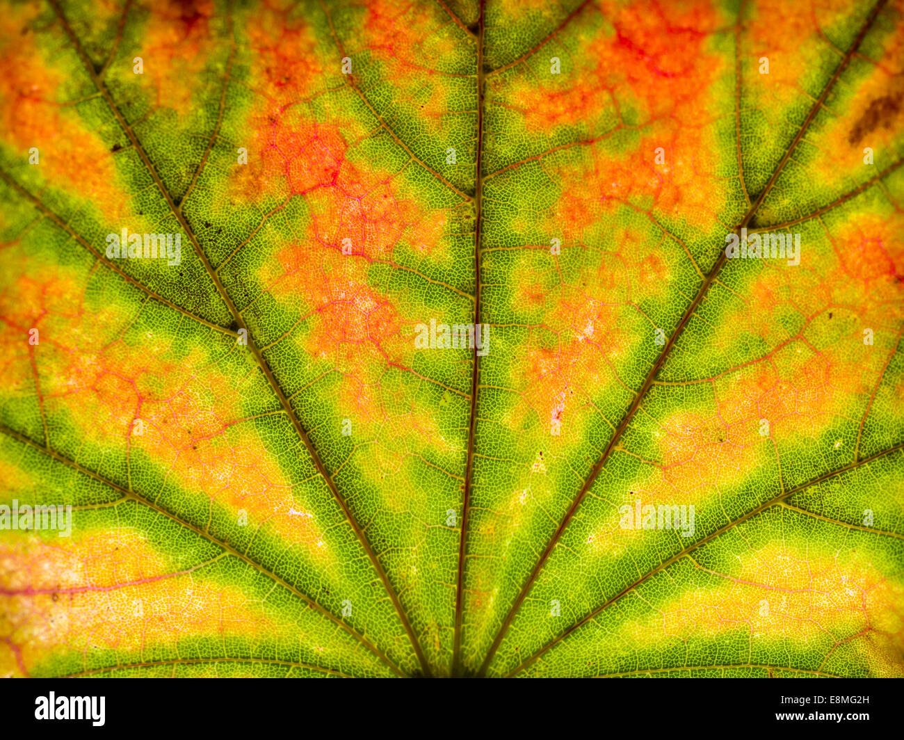 Closeup nature autumn hi-res stock photography and images - Alamy
