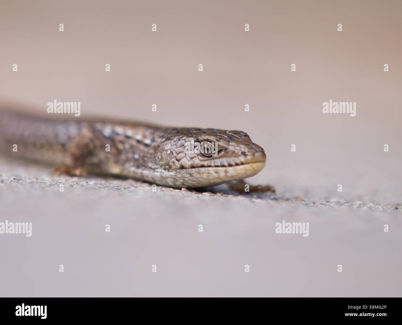 Lizard on ground Stock Photo - Alamy