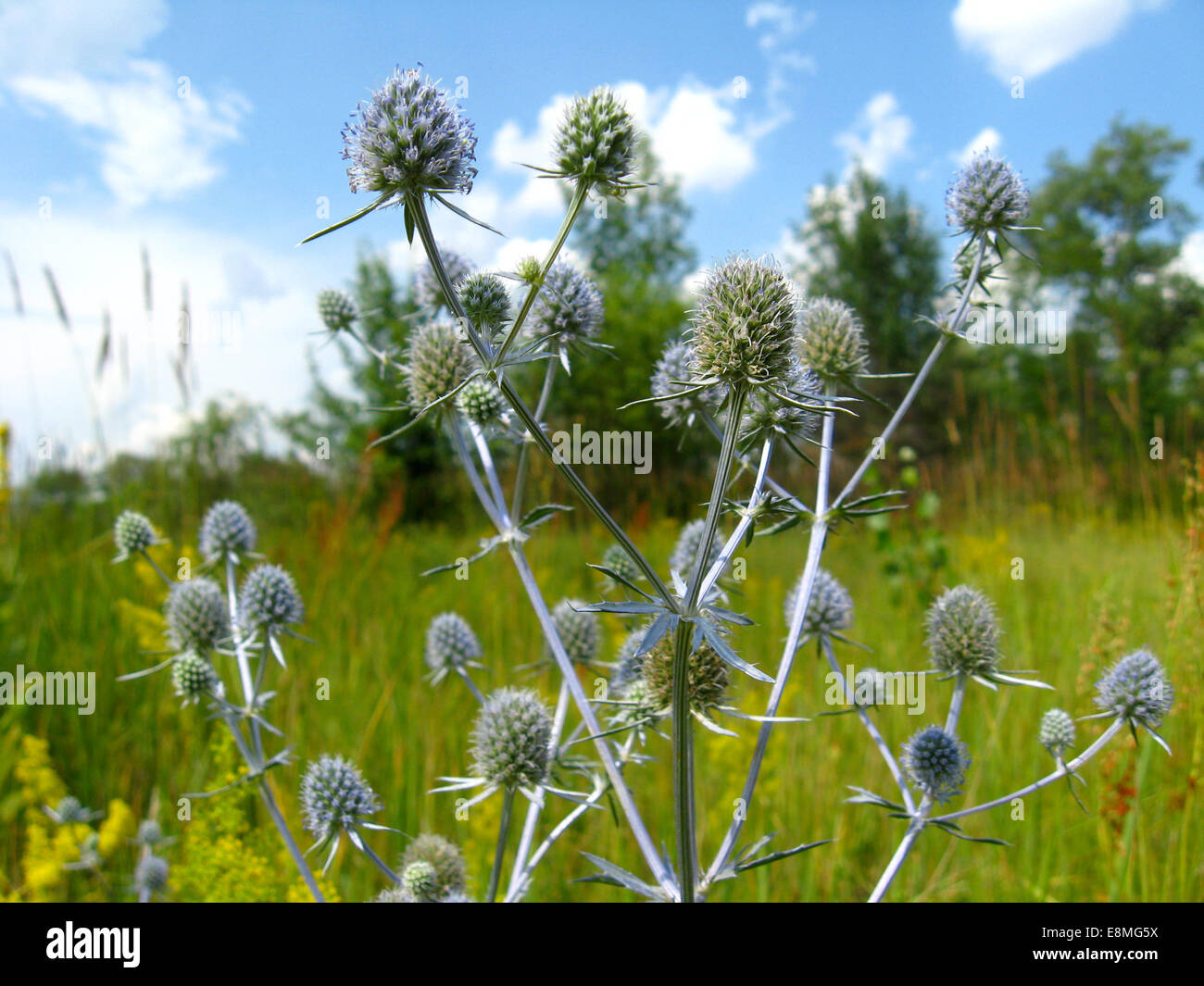 blue prickly flowers of eryngium in the field Stock Photo - Alamy