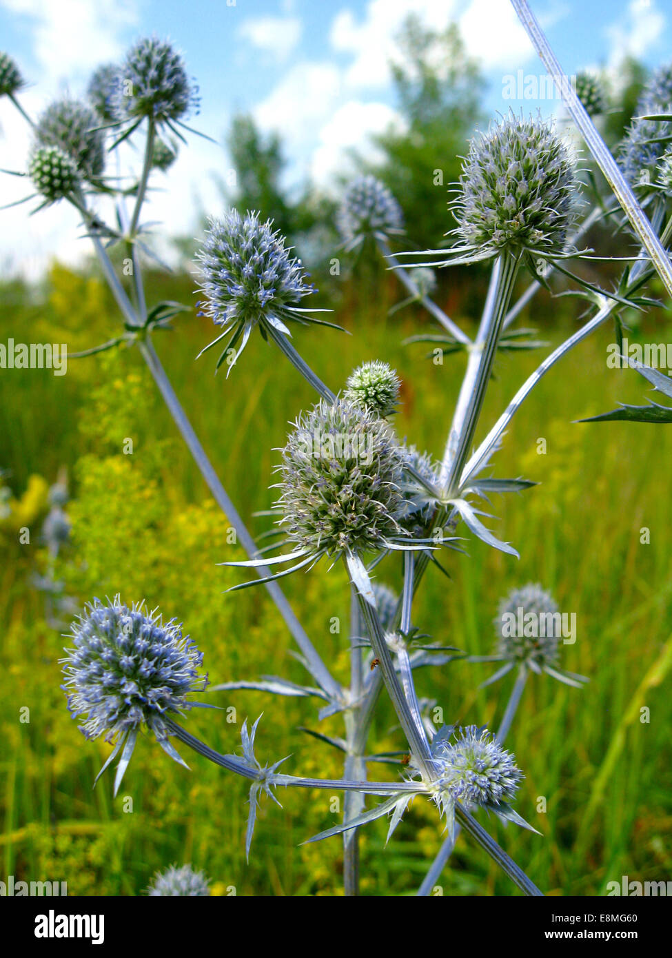 blue prickly flowers of eryngium in the field Stock Photo - Alamy