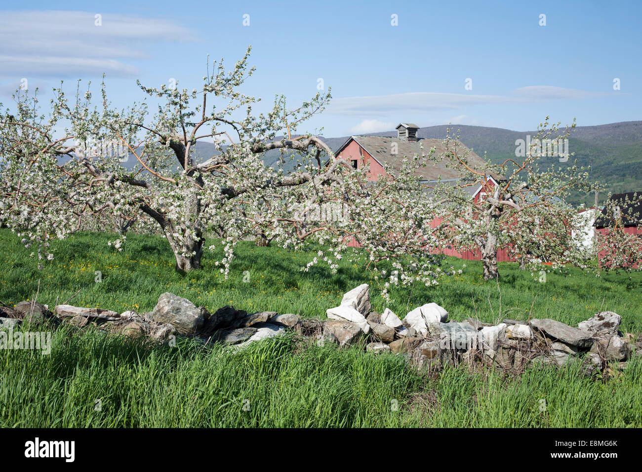 Apple blossoms appear on mature trees in a commercial orchard in New ...