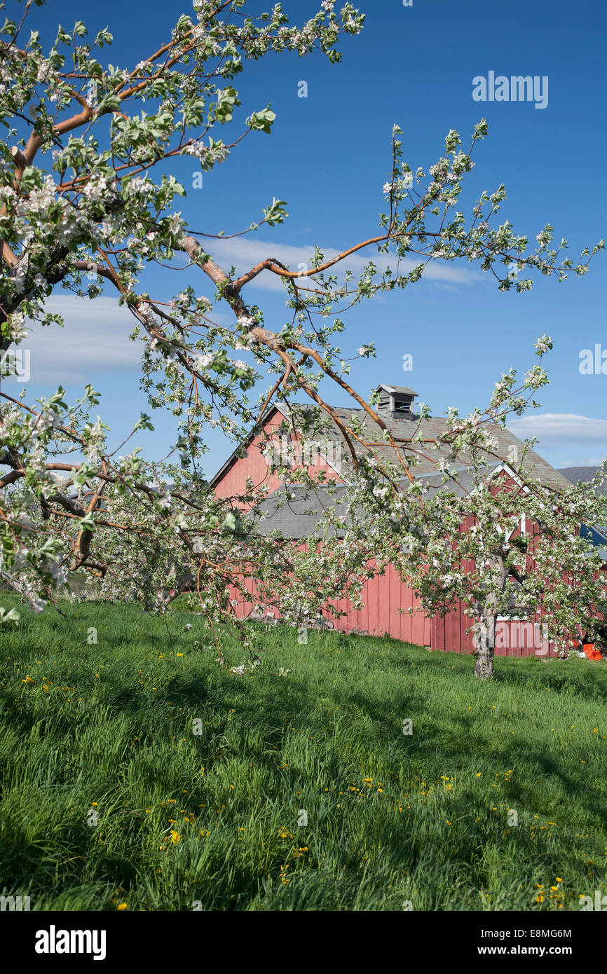 Orchard barn hi-res stock photography and images - Alamy