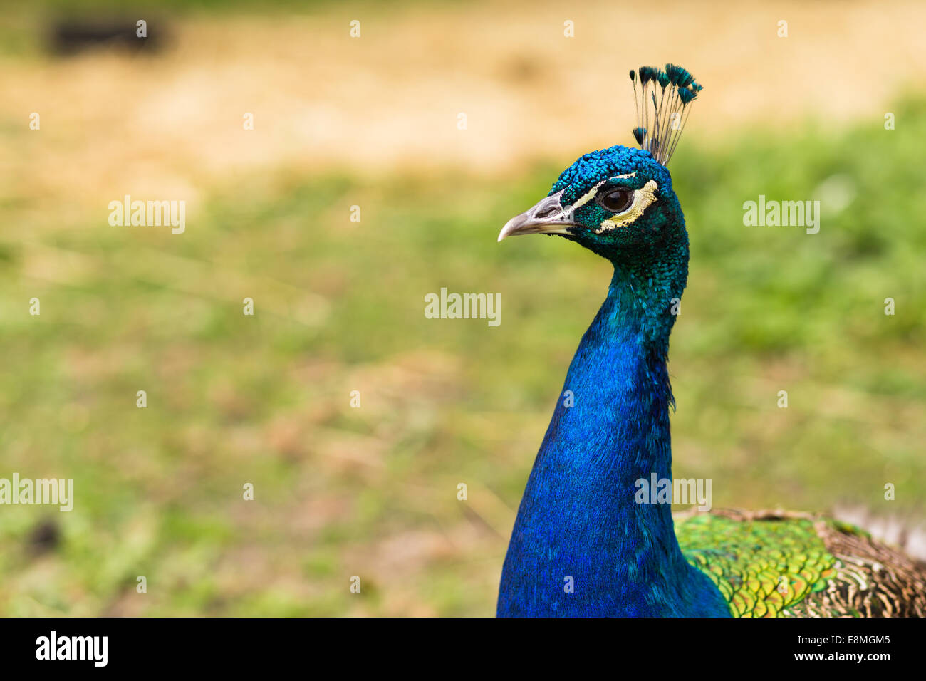 Peacock head hi-res stock photography and images - Alamy