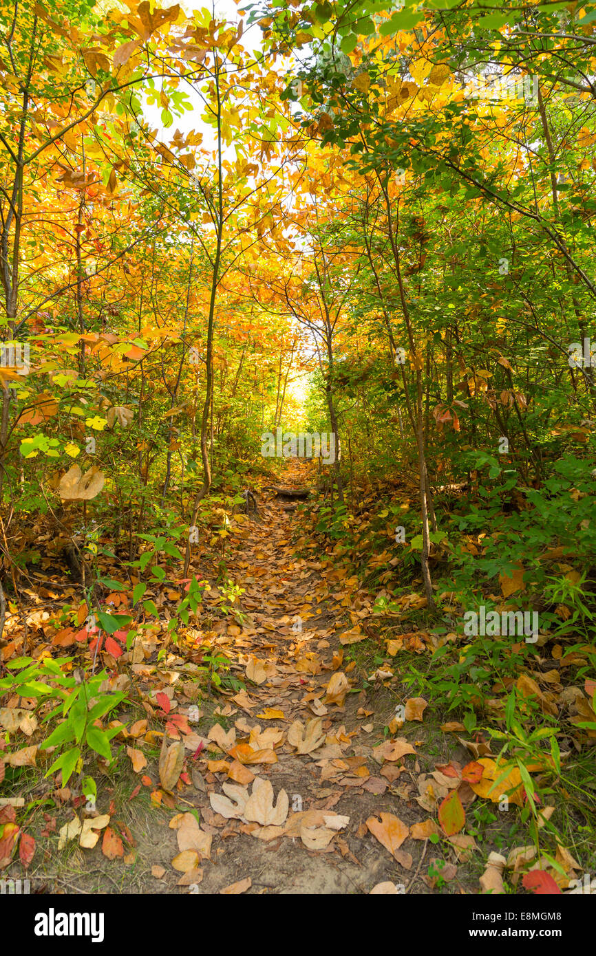 Rural Trail in the Fall showing lots of colorful leaves Stock Photo - Alamy