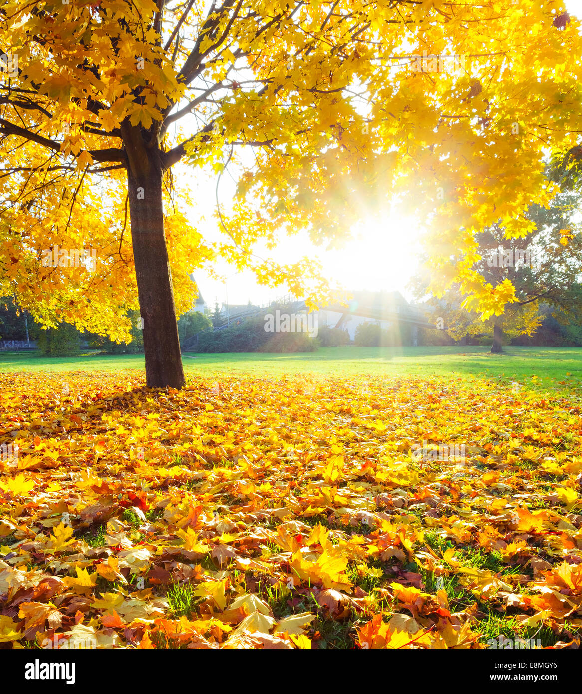 Sunny autumn foliage Stock Photo - Alamy