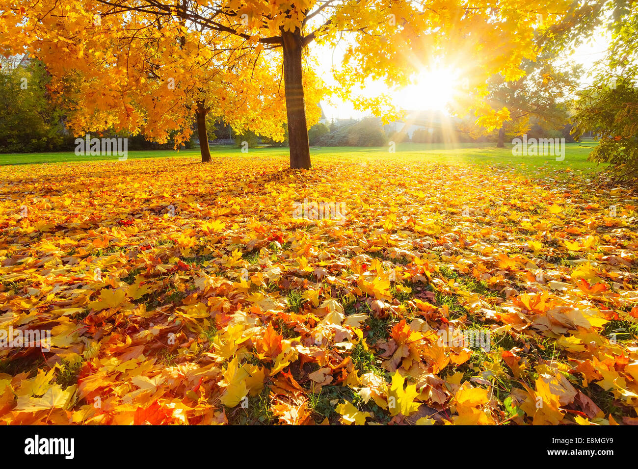 Sunny autumn foliage Stock Photo - Alamy