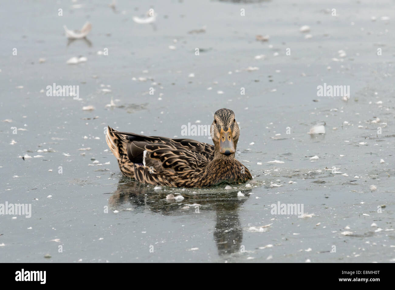 Mallard female duck surrounded by feathers, Reifel Bird Sanctuary ...