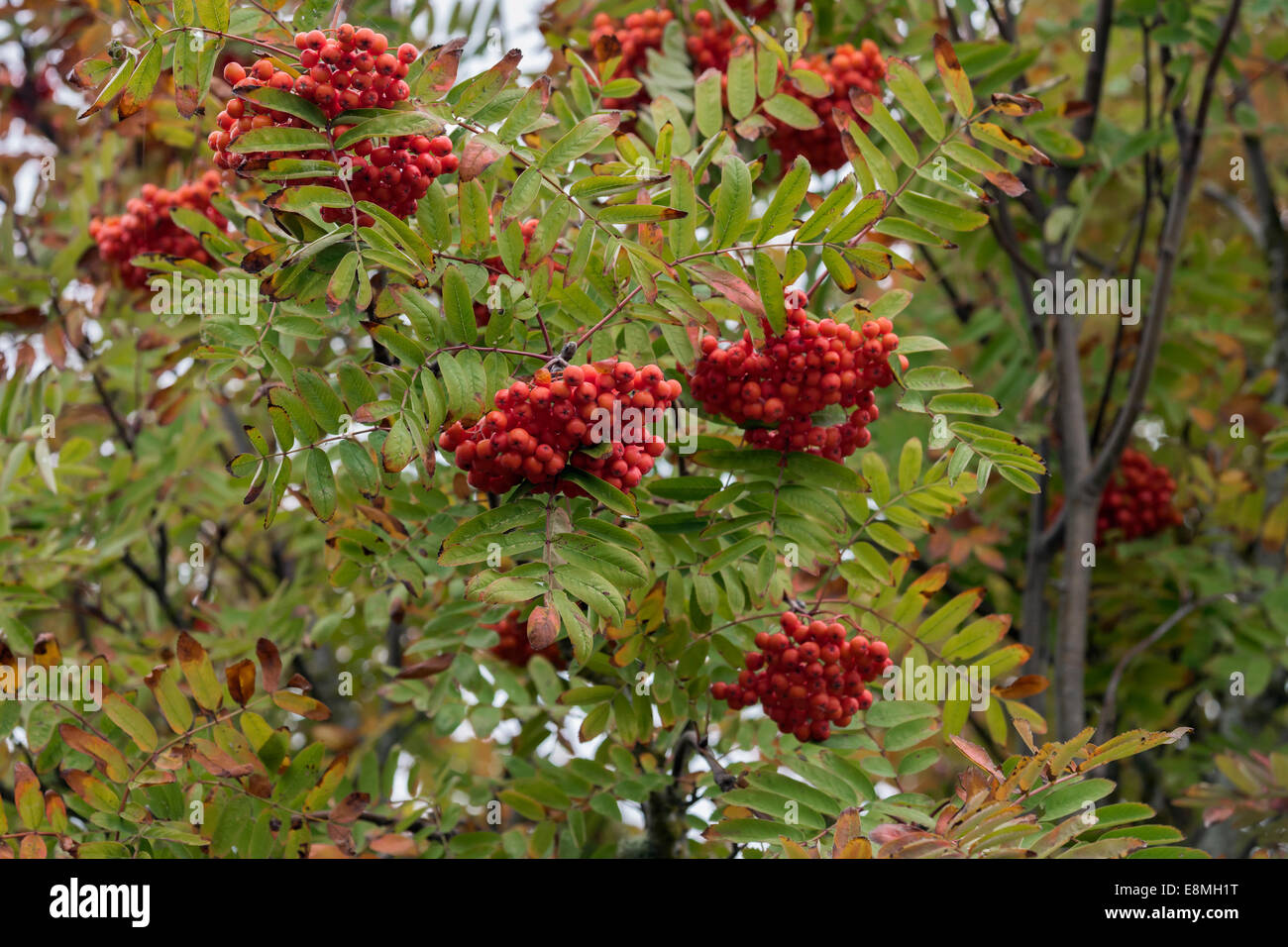 Bunches of mountain ash hi-res stock photography and images - Alamy