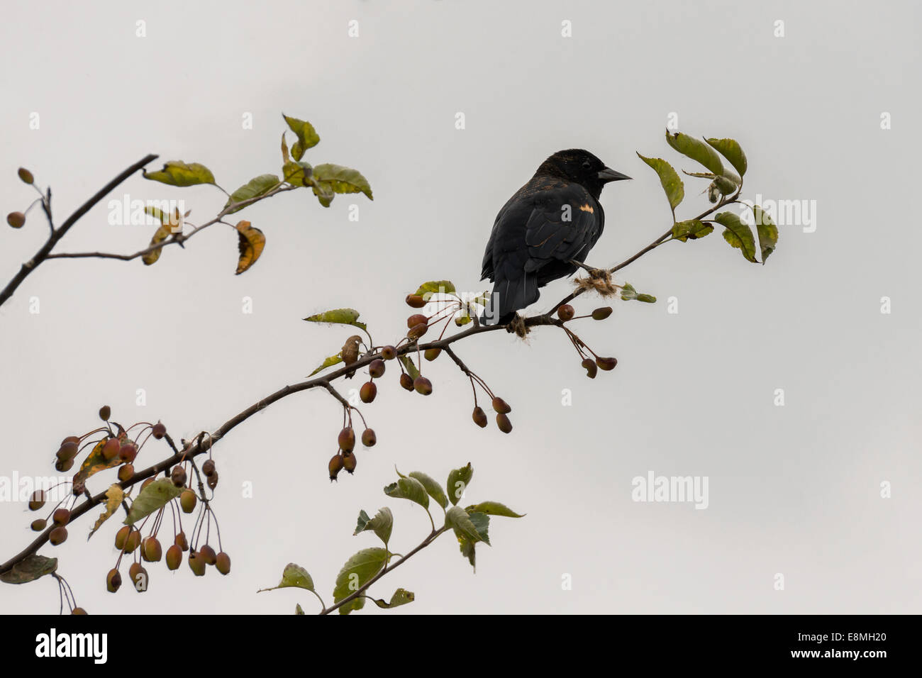 Young red-winged blackbird in crabapple tree, bull rush fibres in claws ...