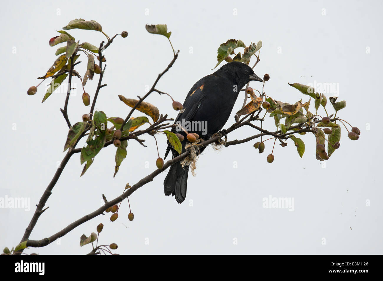 Young red-winged blackbird with bull rush fibers in its claws, Reifel ...