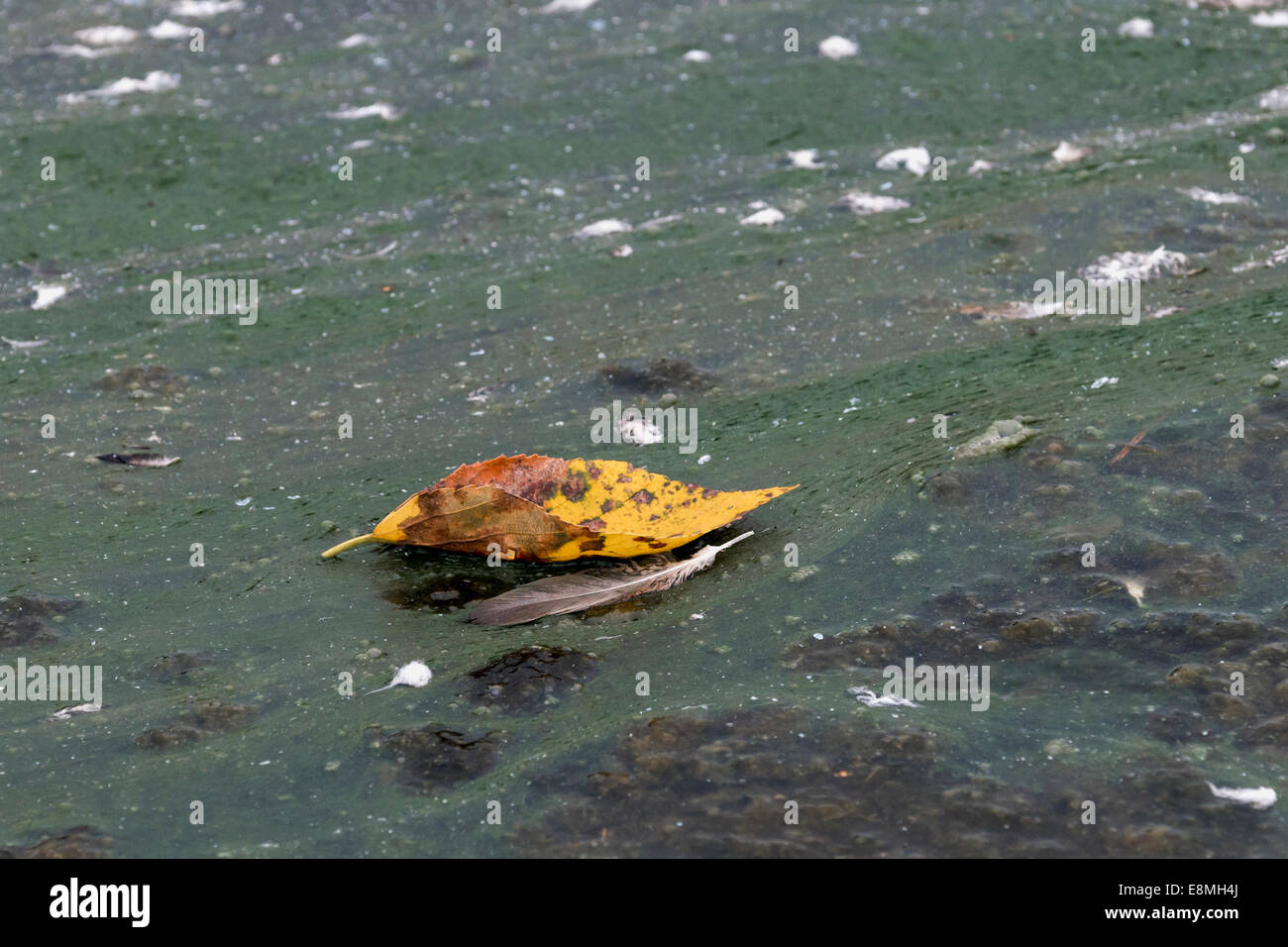 Fall leaf, feathers and algae, Reifel Bird Sanctuary, Westham Island ...