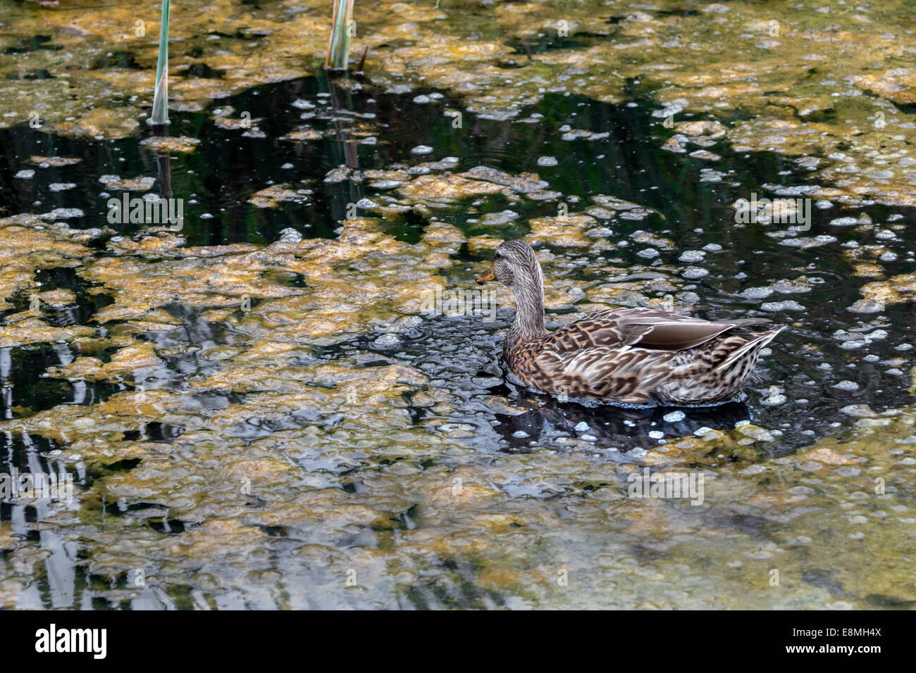 Algae patch hi-res stock photography and images - Alamy