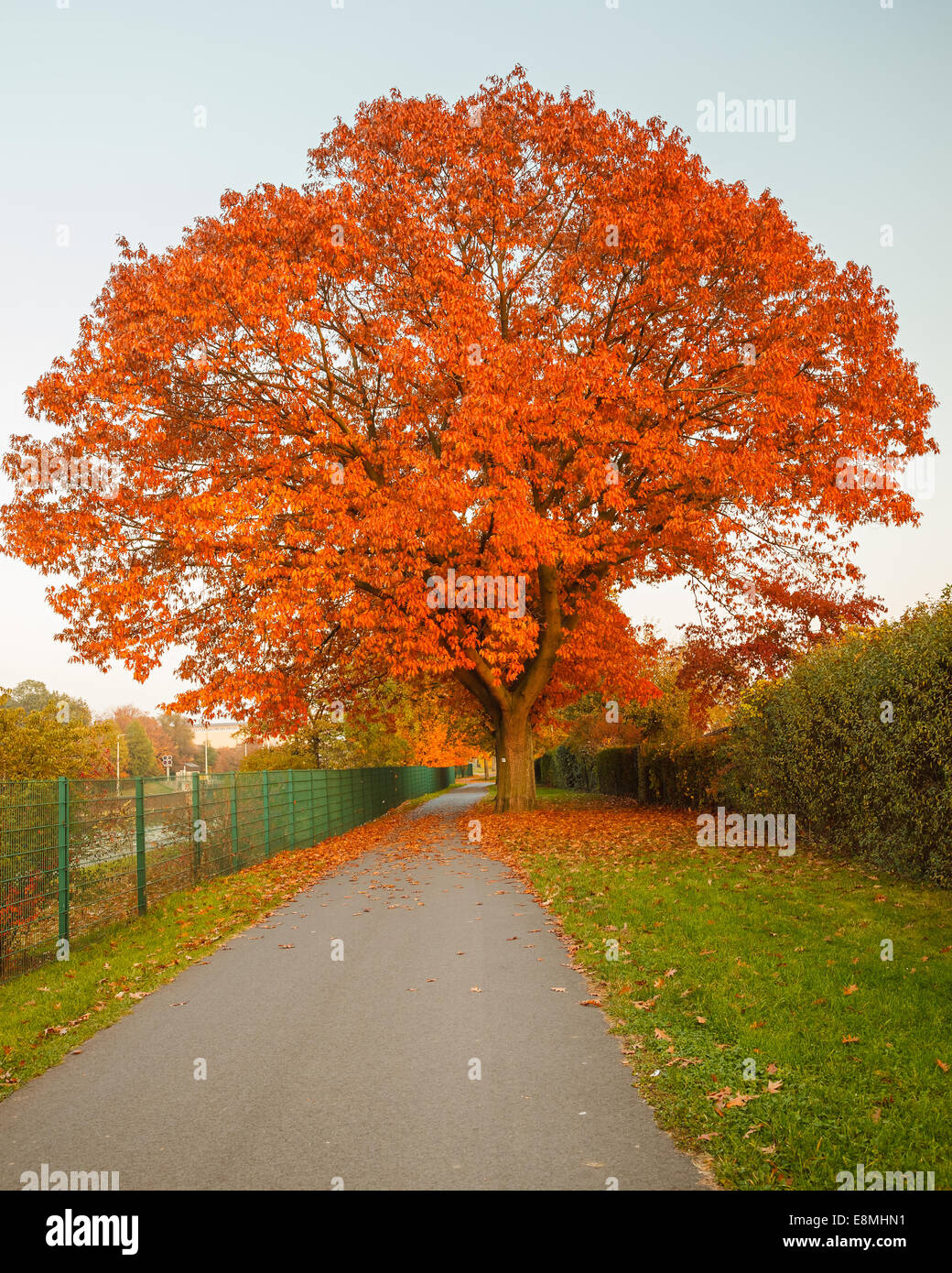 Red autumn oak tree Stock Photo - Alamy