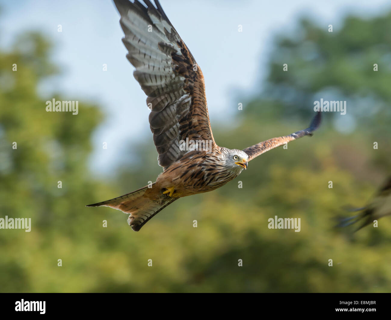 Red kites hi-res stock photography and images - Alamy