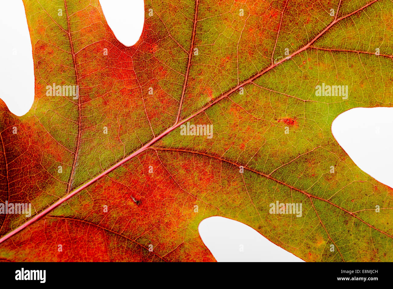 Macro of an Oak tree leaf with autumn colors Stock Photo - Alamy