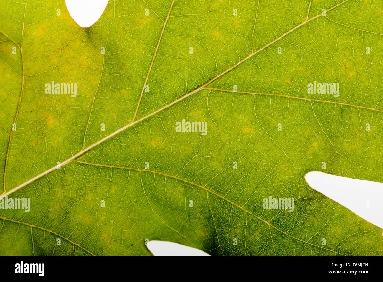 Macro of an Oak tree leaf with autumn colors Stock Photo - Alamy