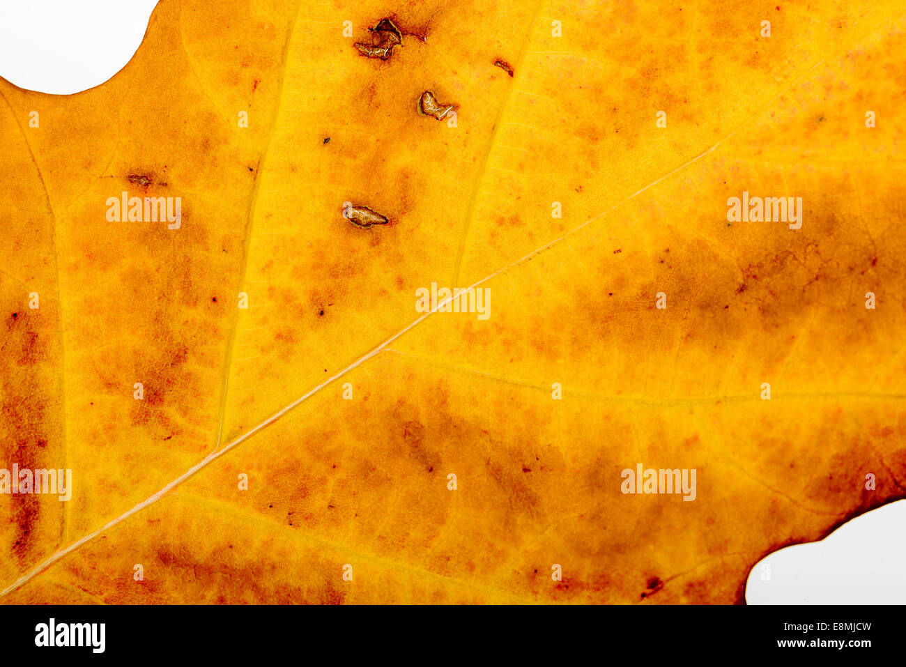 Macro of an Oak tree leaf with autumn colors Stock Photo - Alamy