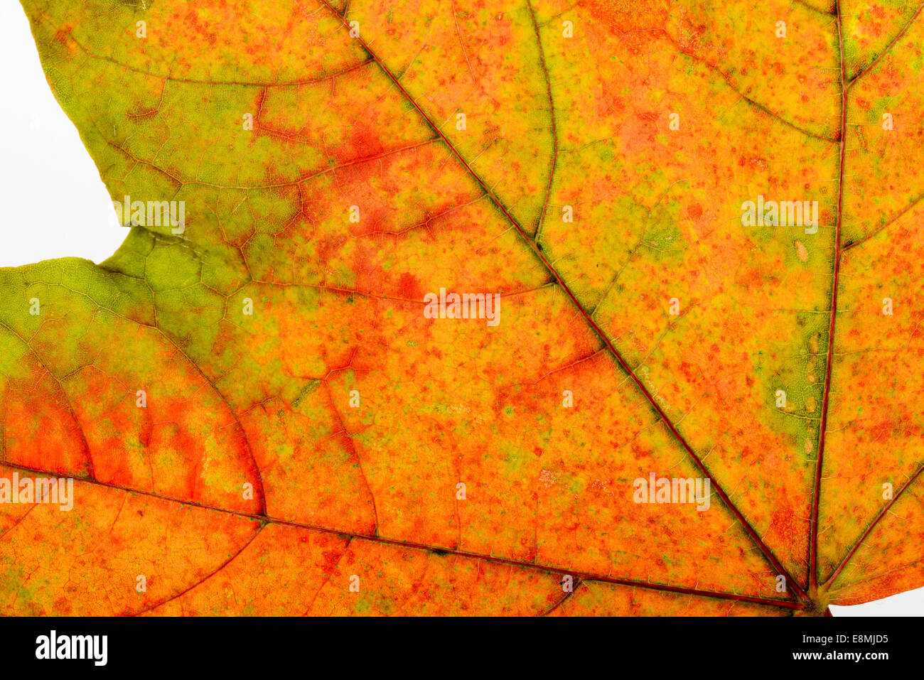 Macro of a Maple tree leaf with autumn colors Stock Photo - Alamy