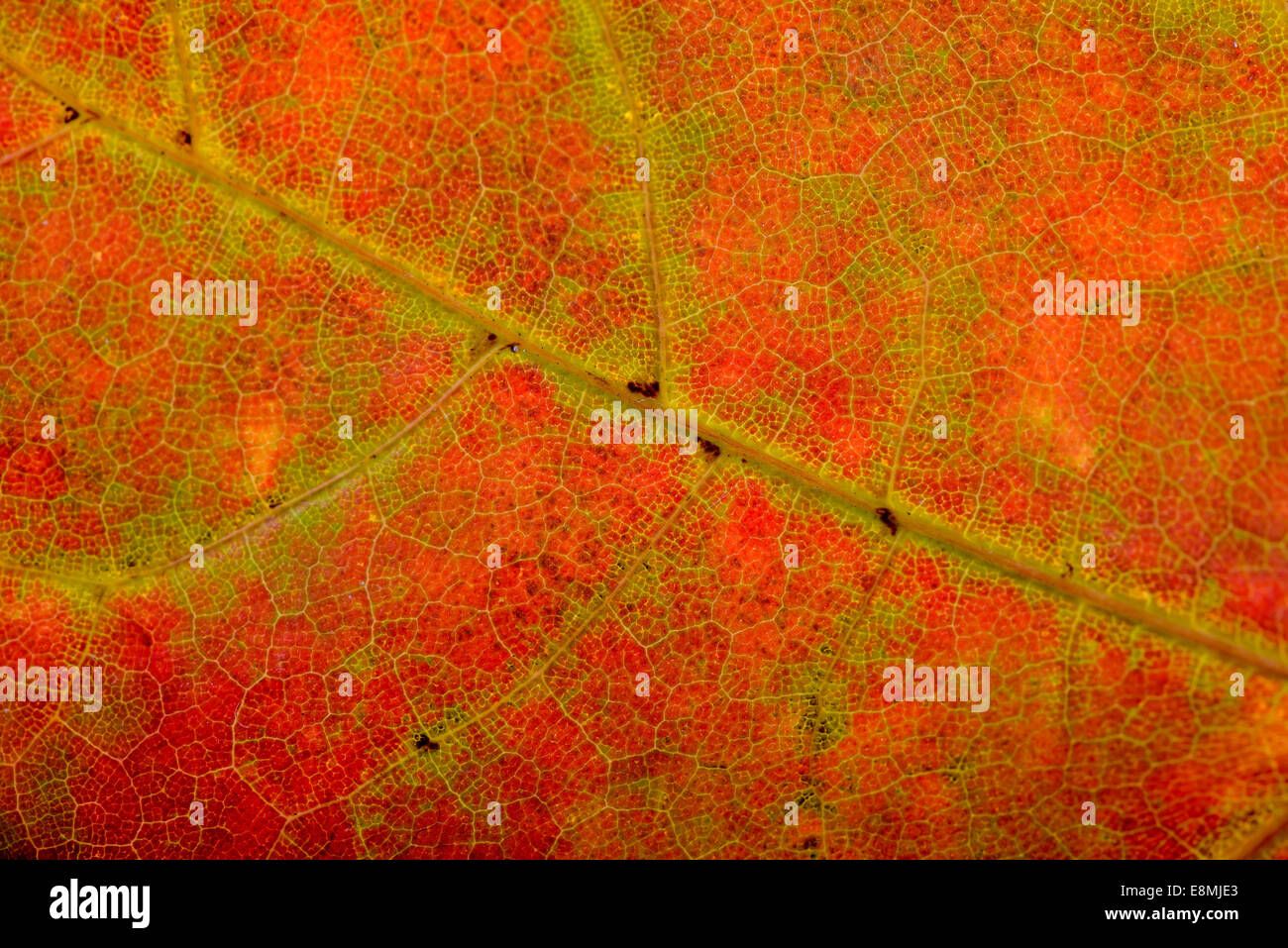 Macro maple leaf hi-res stock photography and images - Alamy