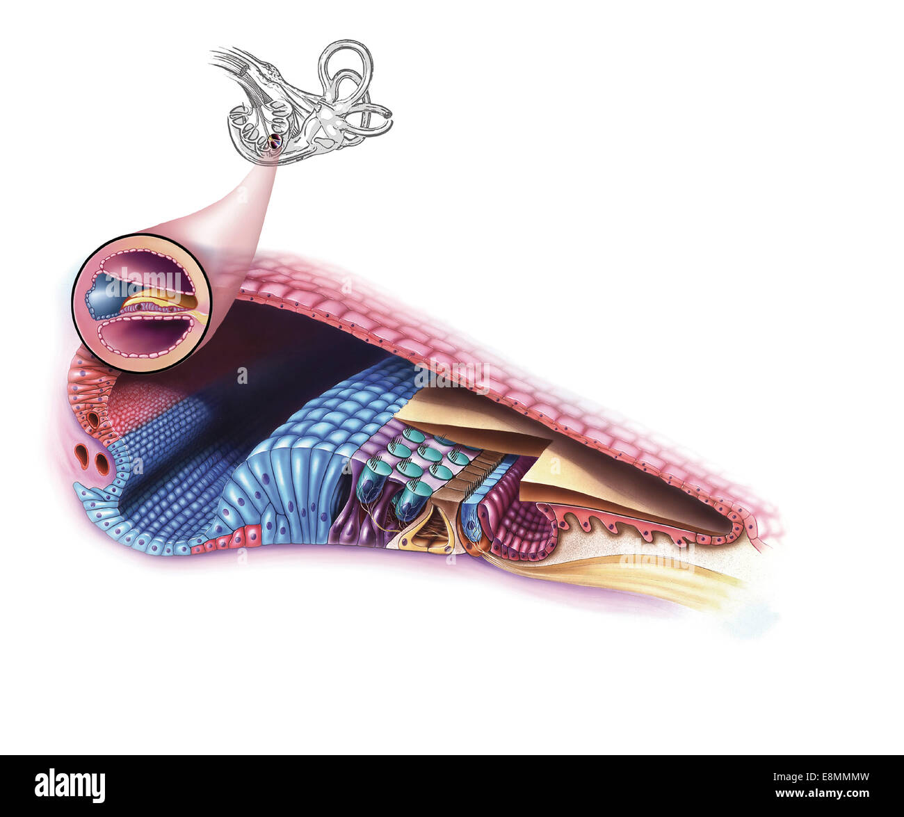 The labyrinth interior Cut Out Stock Images & Pictures - Alamy