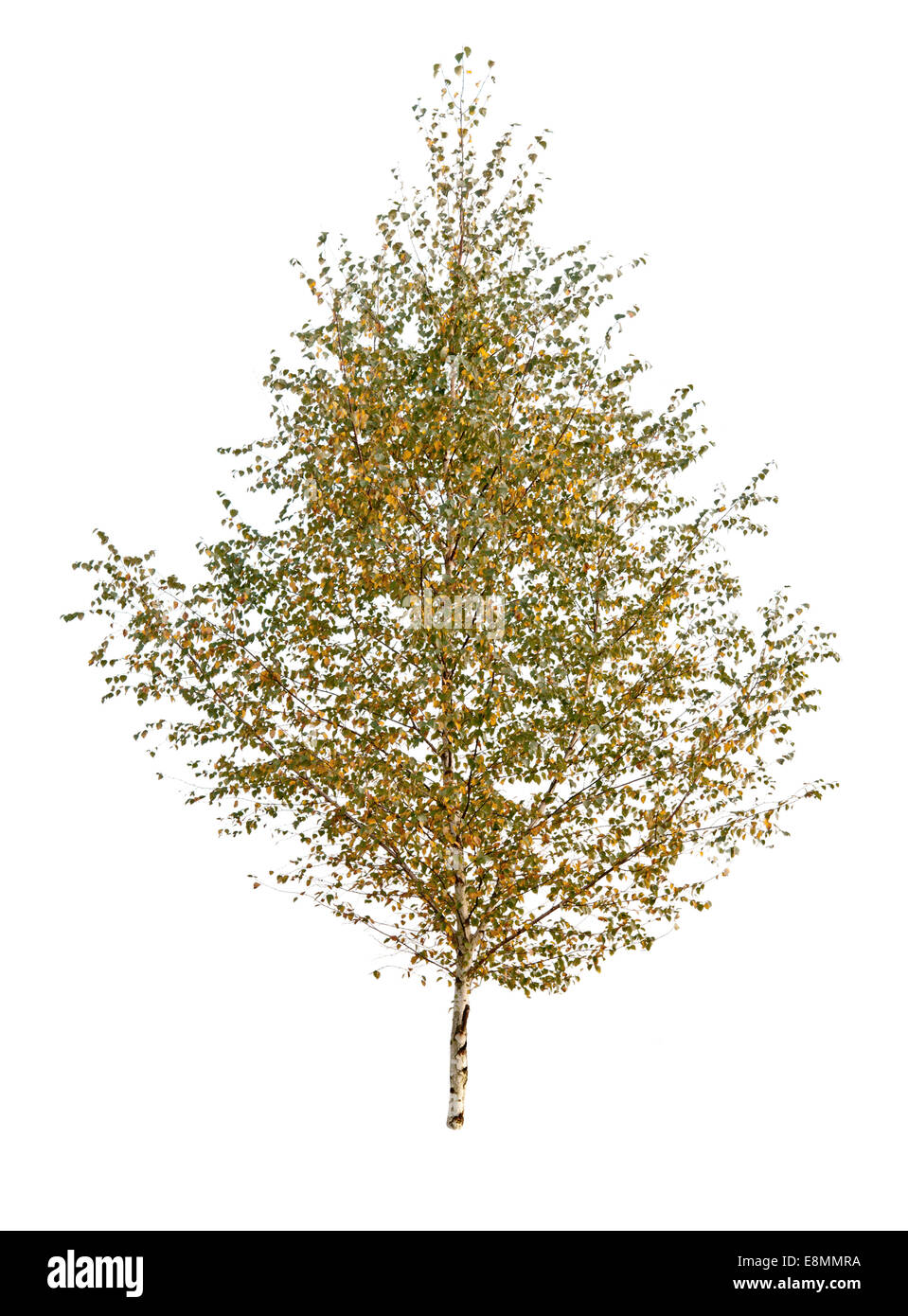 Single birch tree Cut Out Stock Images & Pictures - Alamy