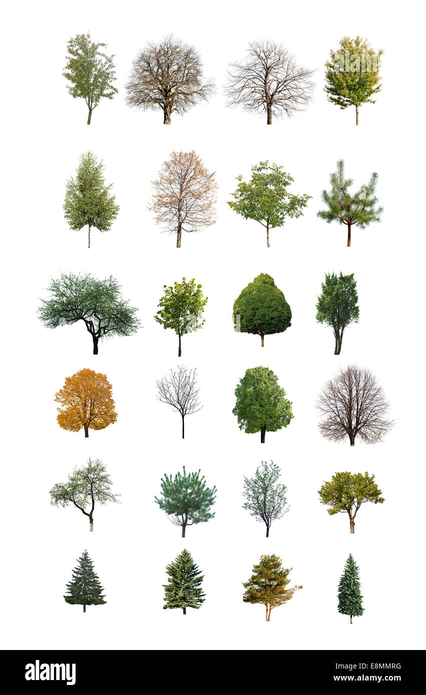 Tree branches on gold Cut Out Stock Images & Pictures - Alamy