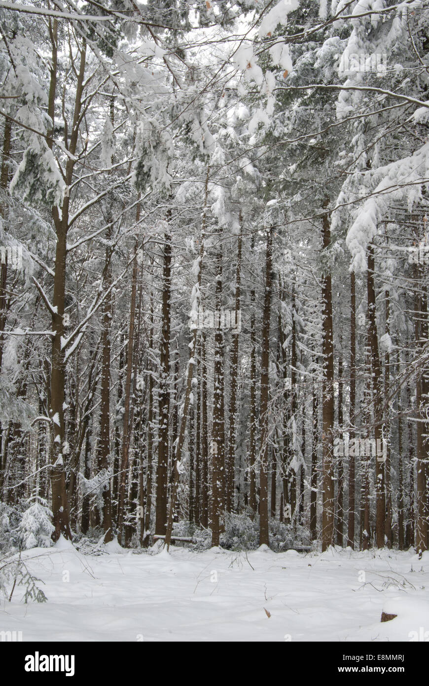 a winter forest close up Stock Photo - Alamy