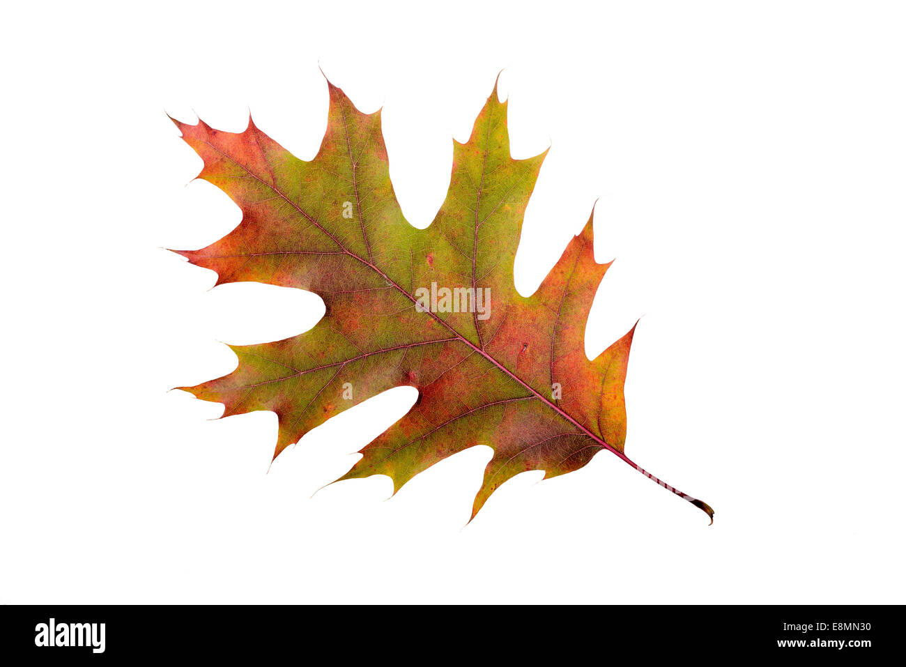 Oak tree leaf with autumn colors, isolated on white background Stock ...
