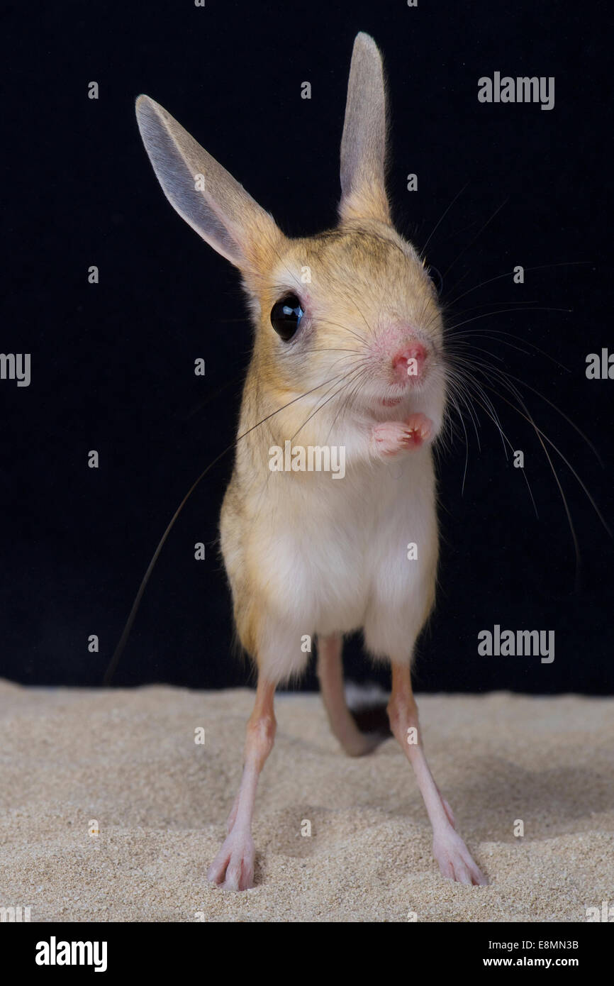 Jerboa High Resolution Stock Photography and Images - Alamy