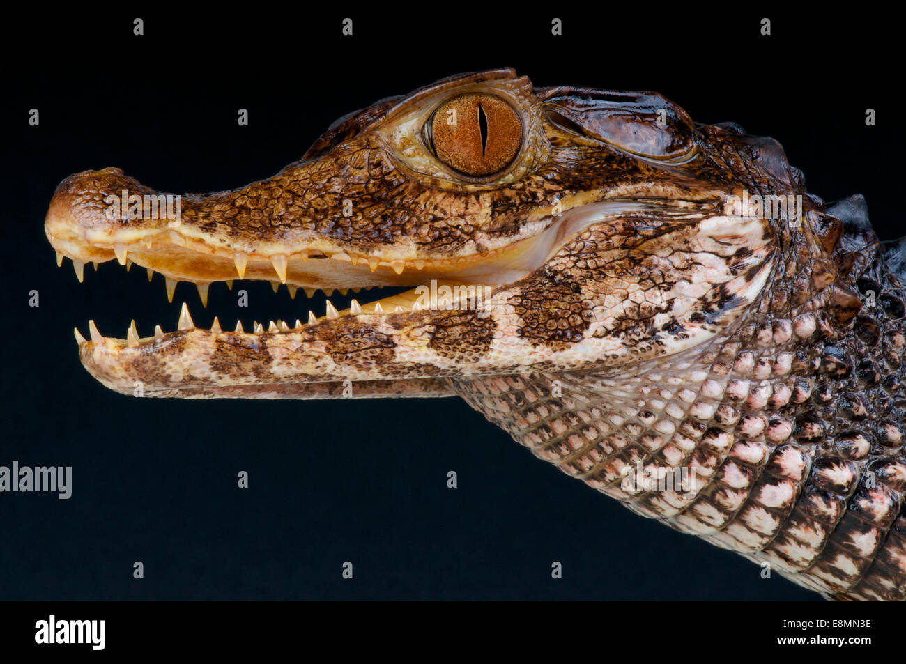 Caiman hi-res stock photography and images - Alamy