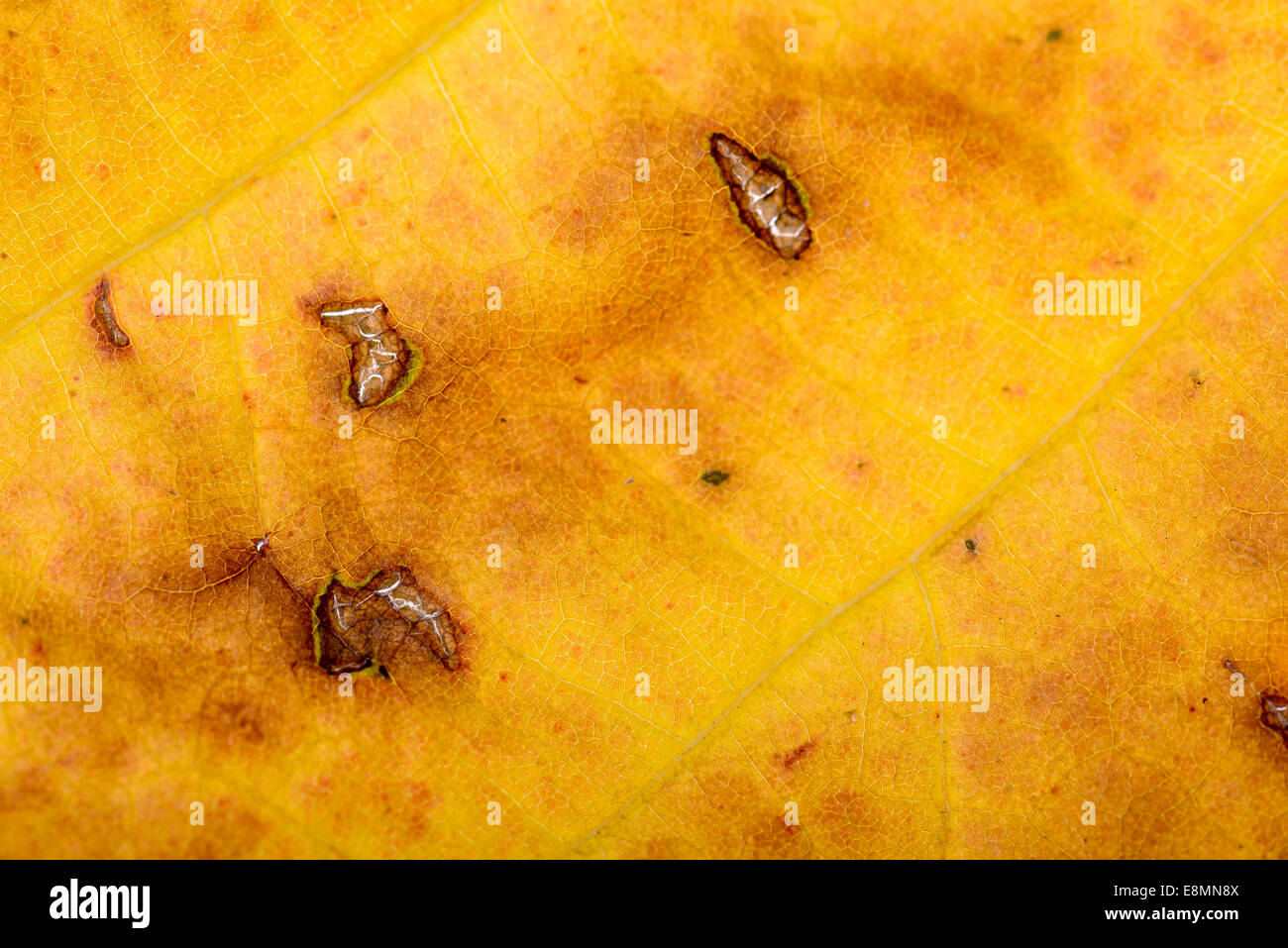 Macro of a Maple tree leaf with autumn colors Stock Photo - Alamy