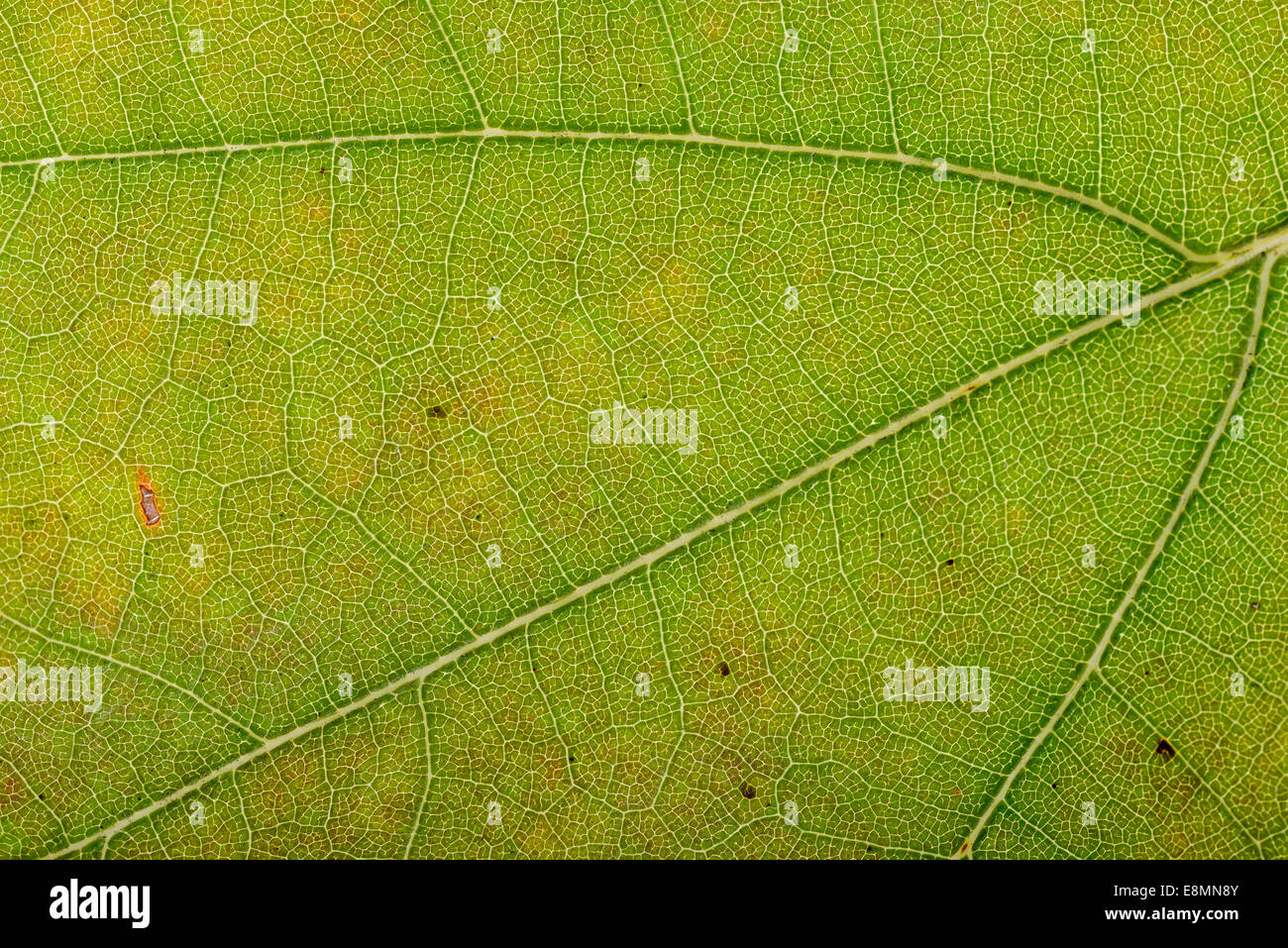 Macro of an Oak tree leaf with autumn colors Stock Photo - Alamy
