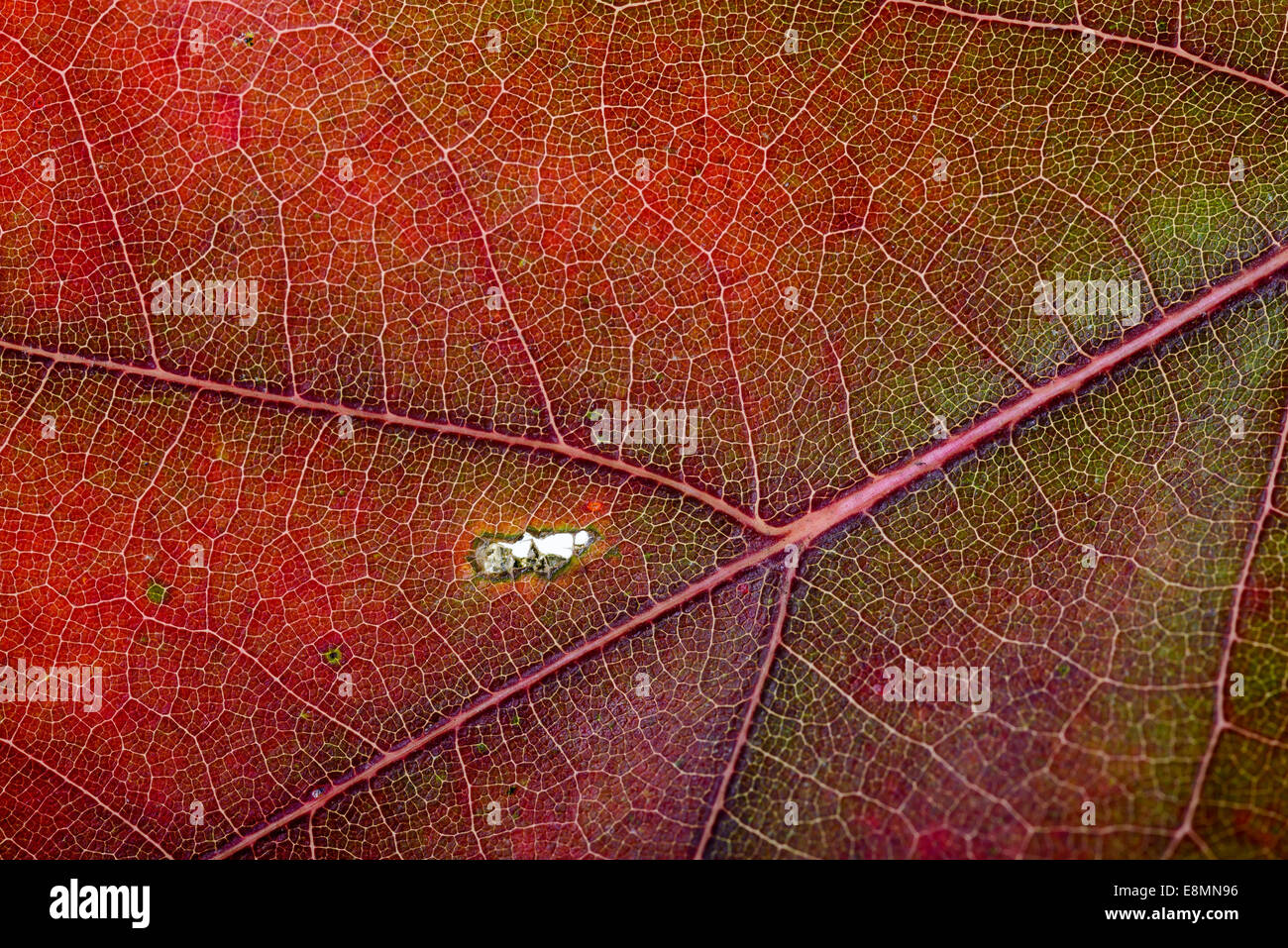 Macro of yellow leaf tree hi-res stock photography and images - Alamy