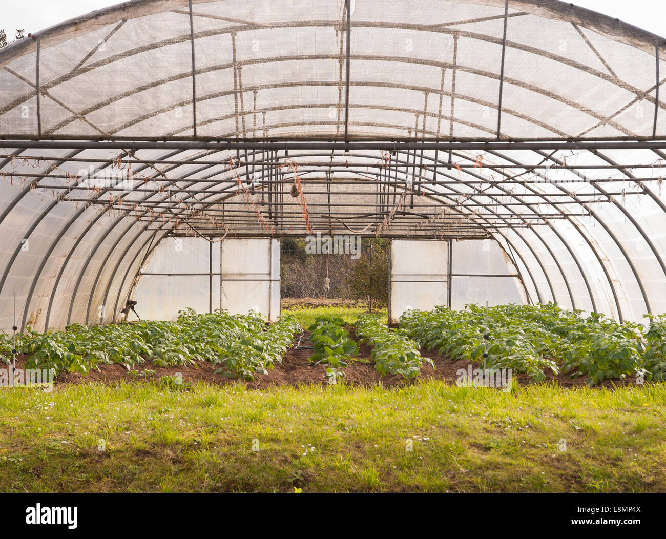 Greenhouse detail in the countryside Stock Photo - Alamy