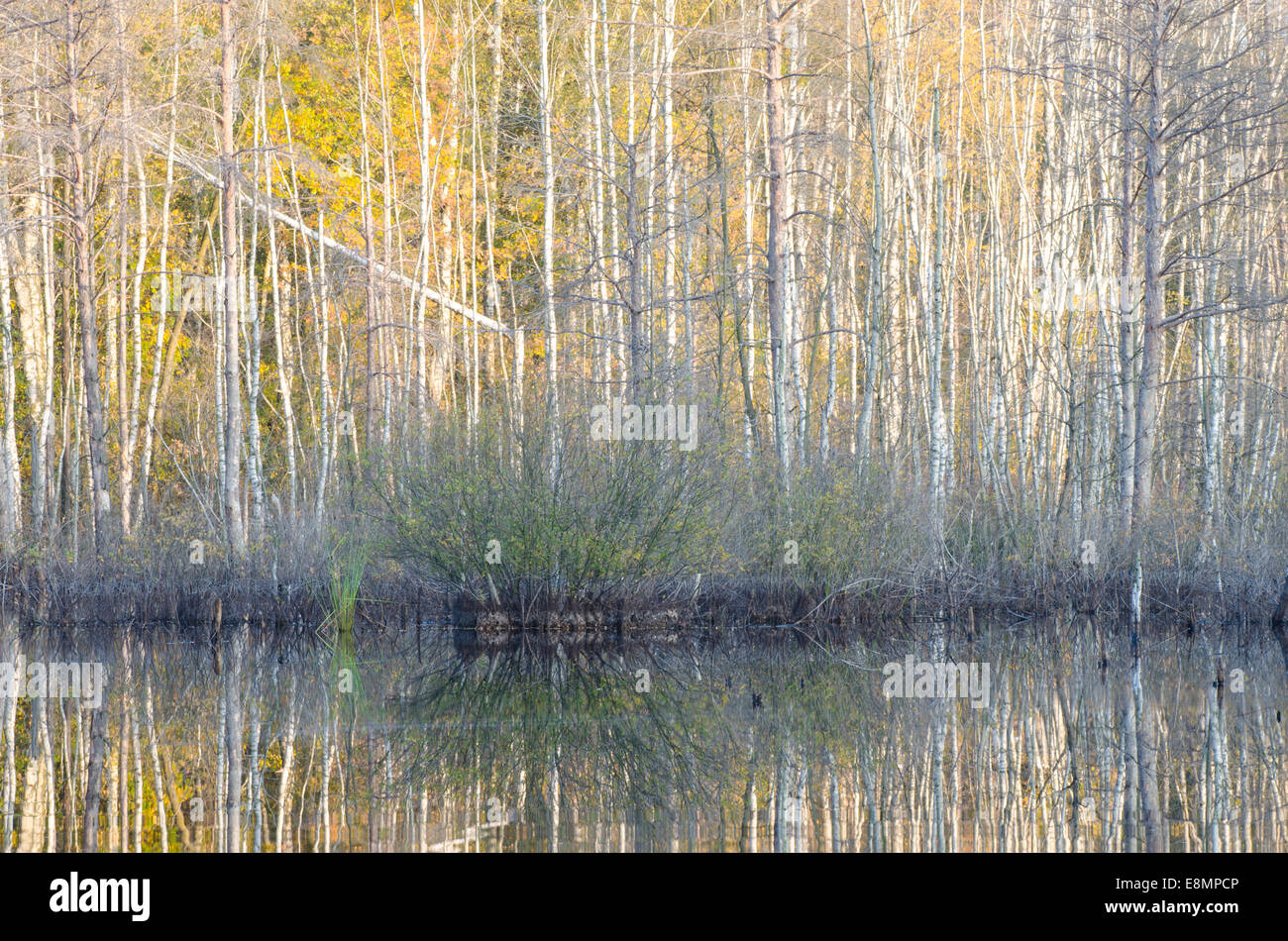 fall forest reflection in lake Stock Photo - Alamy